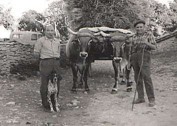 Castresana de Losa: YUNTA DE BUEYES: