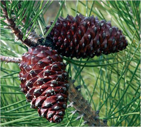 BIODIVERSIDAD COSTA GRANADINA Y...: Pino marítimo (Pinus pinaster)