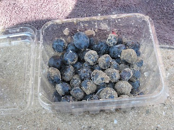 the sandy blueberries