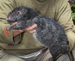 Tikus Raksasa dan Sarangnya