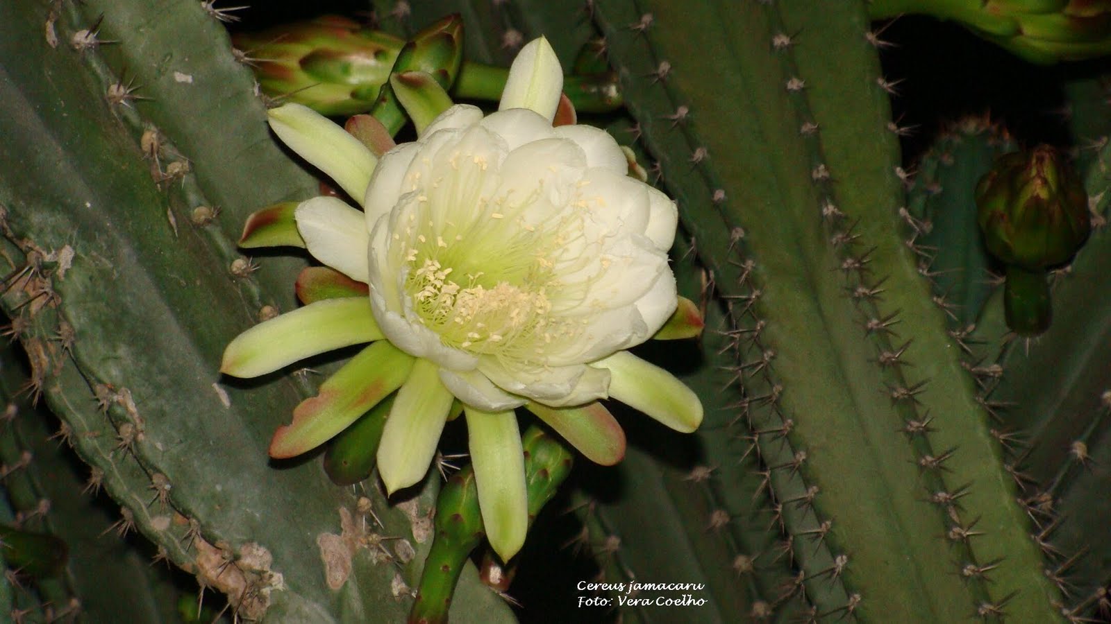 AMO ADENIUM: Flor do Mandacaru
