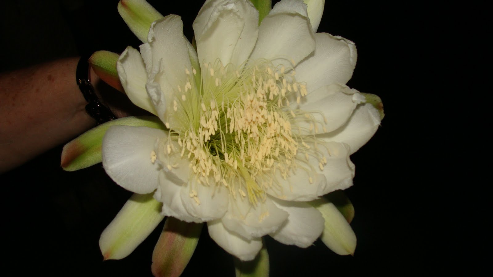 AMO ADENIUM: Flor do Mandacaru