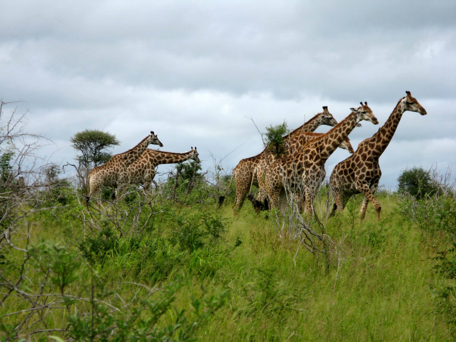 THE MAXI CHANNEL: SELVA AFRICANA