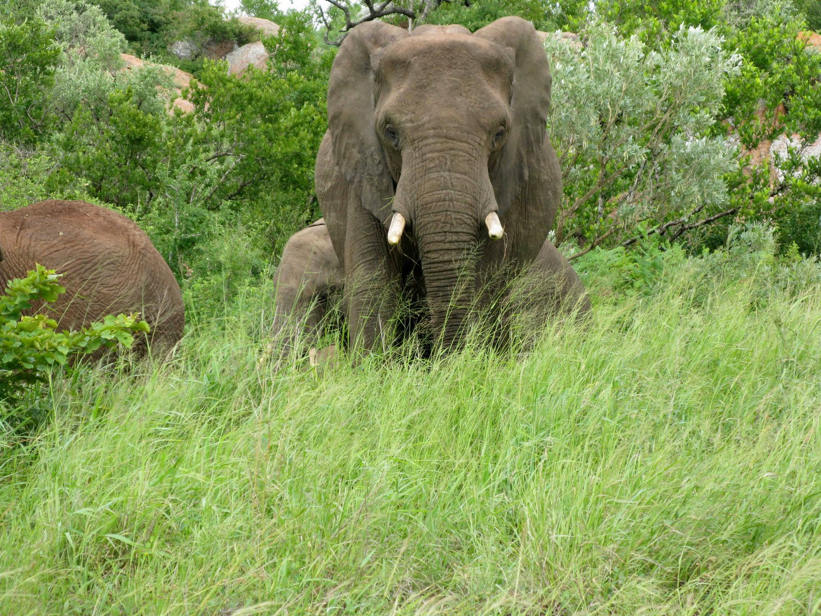 THE MAXI CHANNEL: SELVA AFRICANA