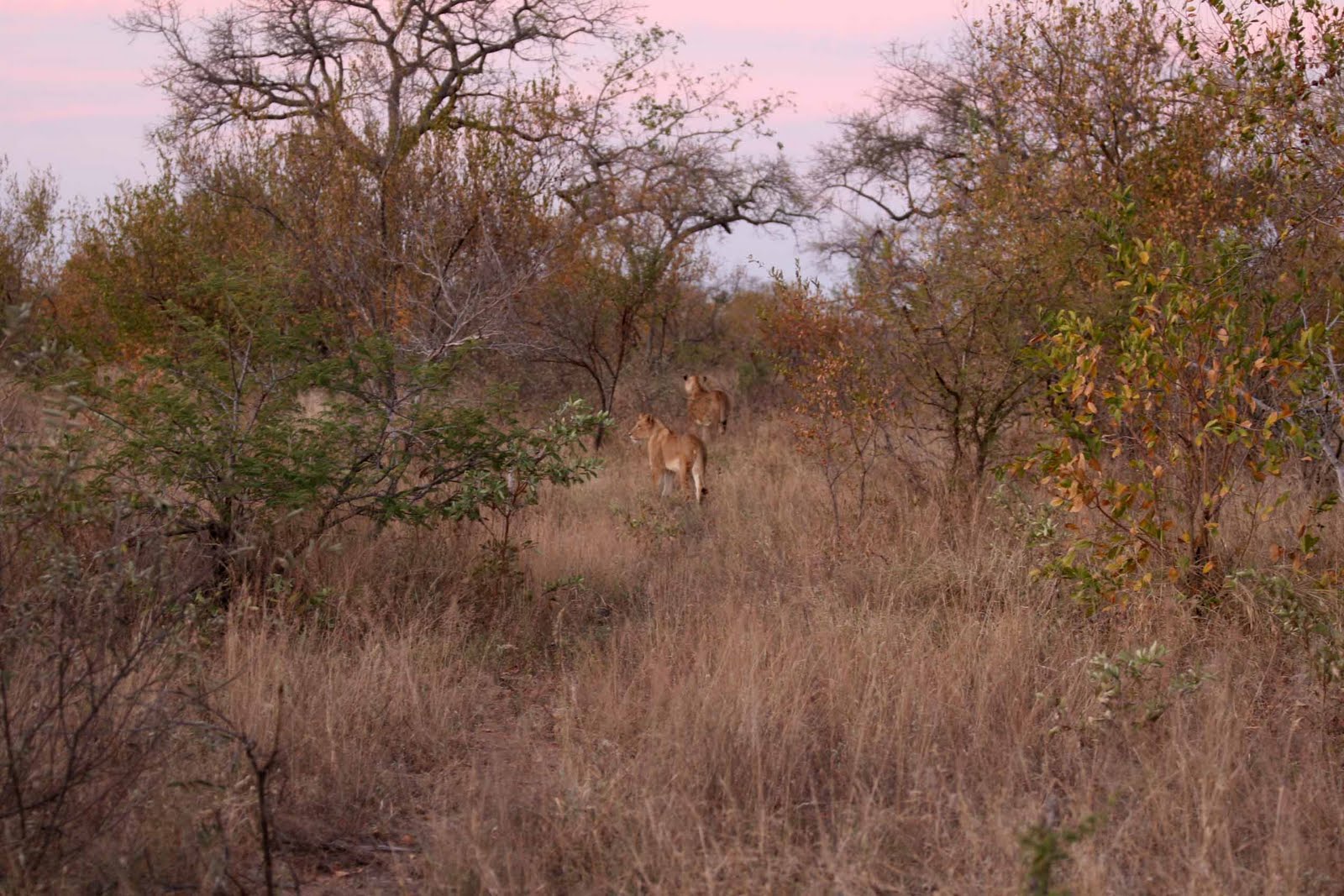 THE MAXI CHANNEL: SELVA AFRICANA