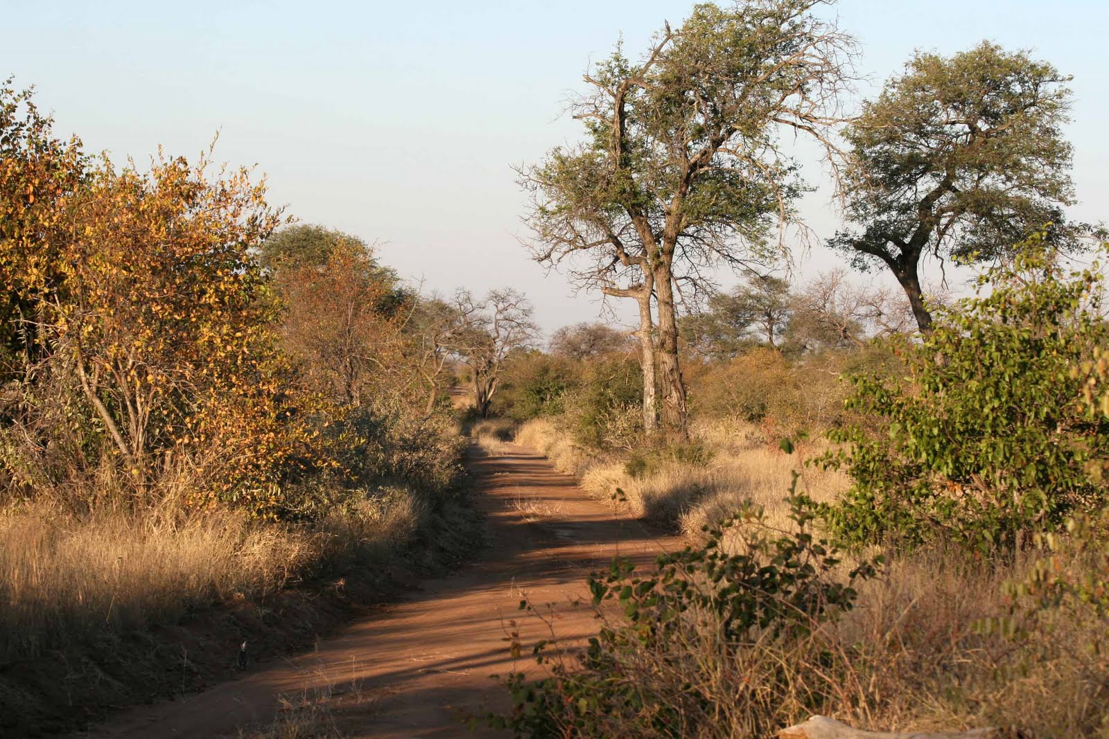 THE MAXI CHANNEL: SELVA AFRICANA