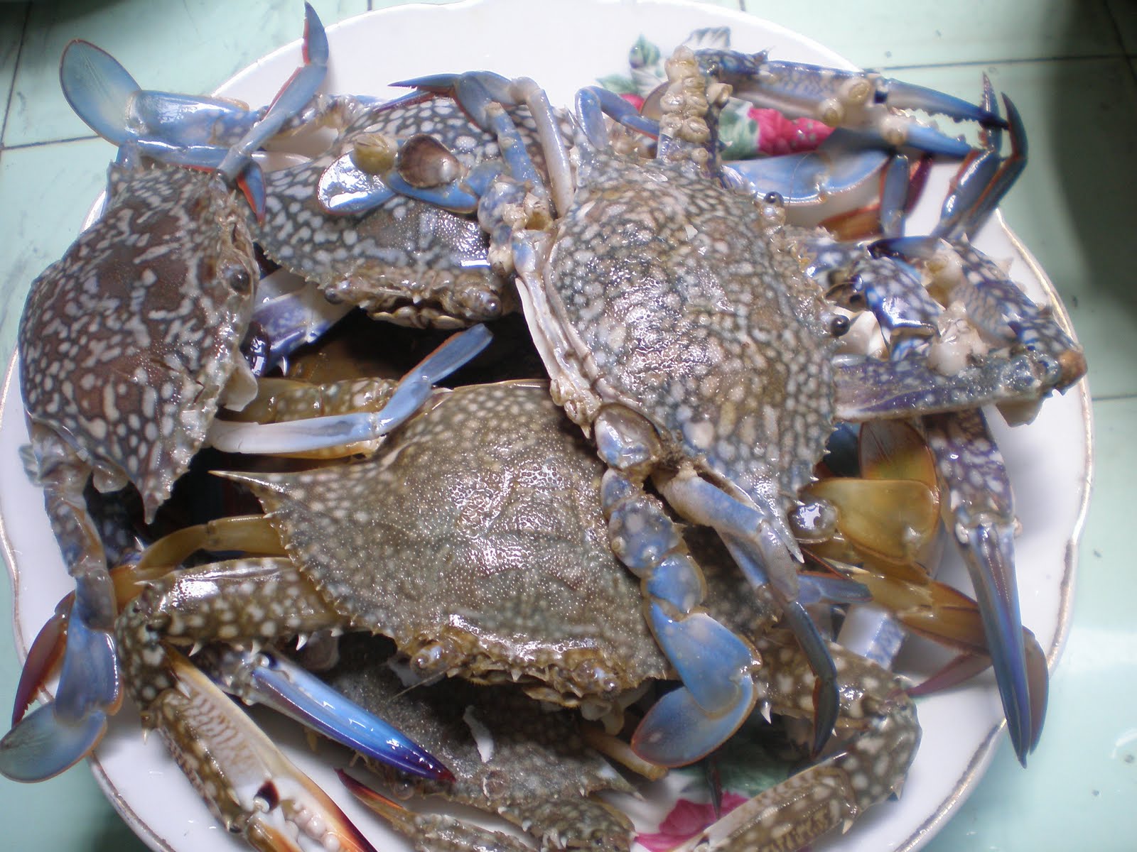 CHEMPAKA in the HOUSE: KETAM SUP dengan TELUR