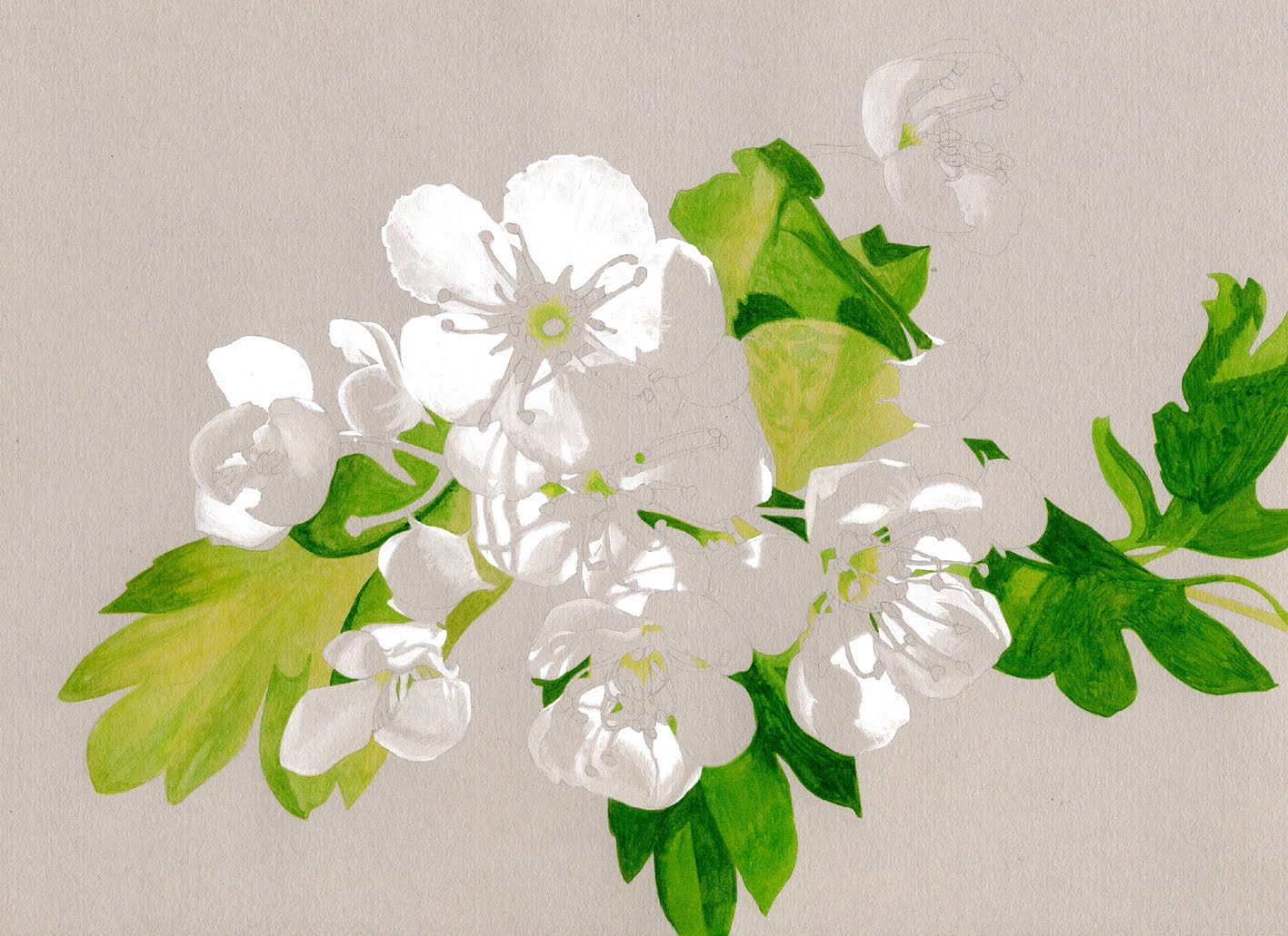 Melanie Perkins: Hawthorn - Watercolour and Gouache Painting