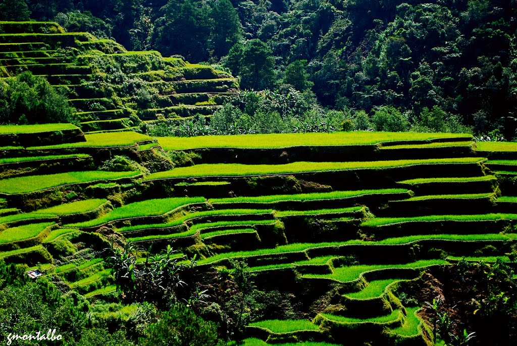 Mi Moleskine Arquitectónico: ANDENES: TERRAZAS INCAS Y PAISAJE.