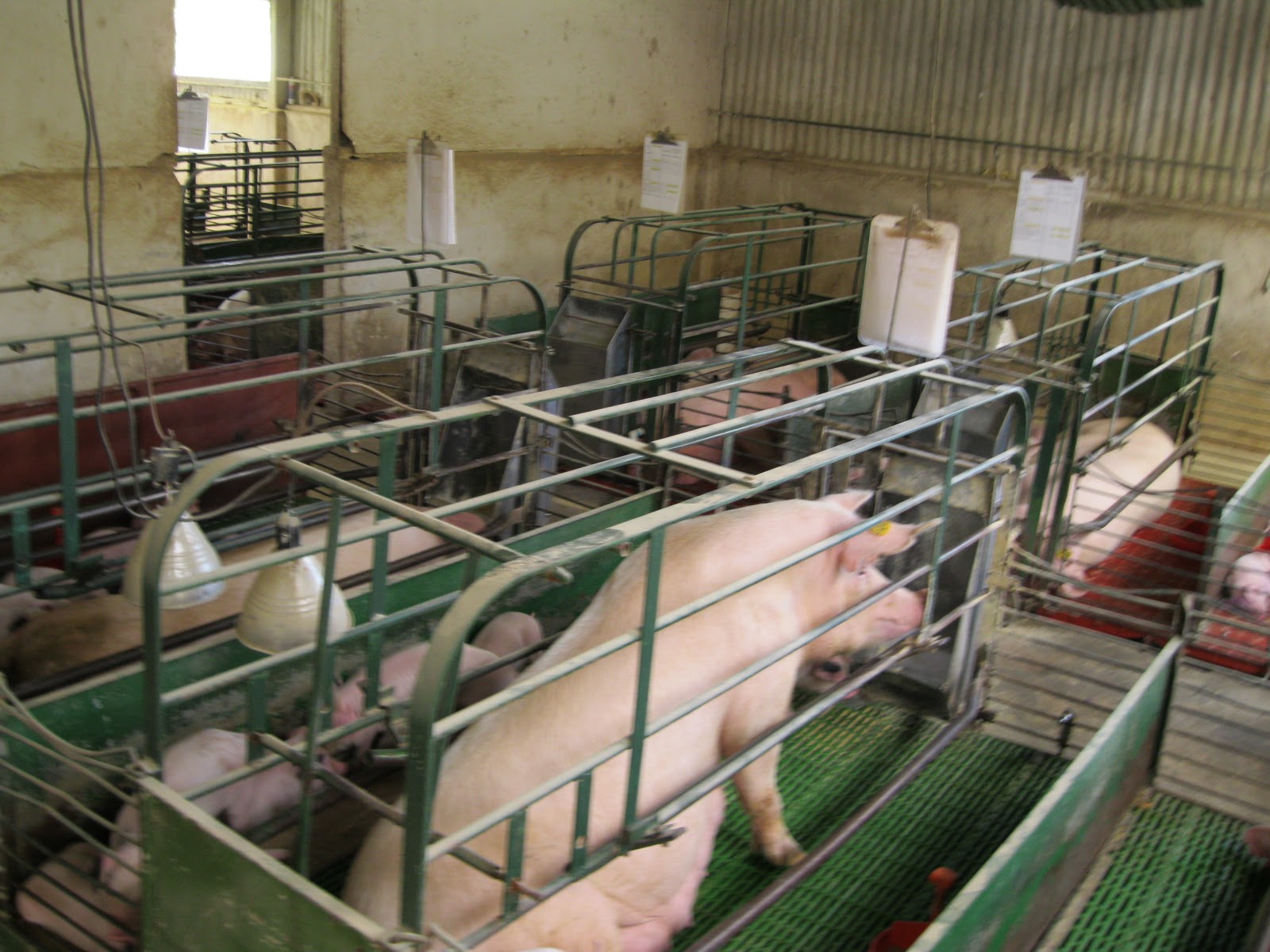 Pura Vida!: Fábrica de Queso/La Chanchera