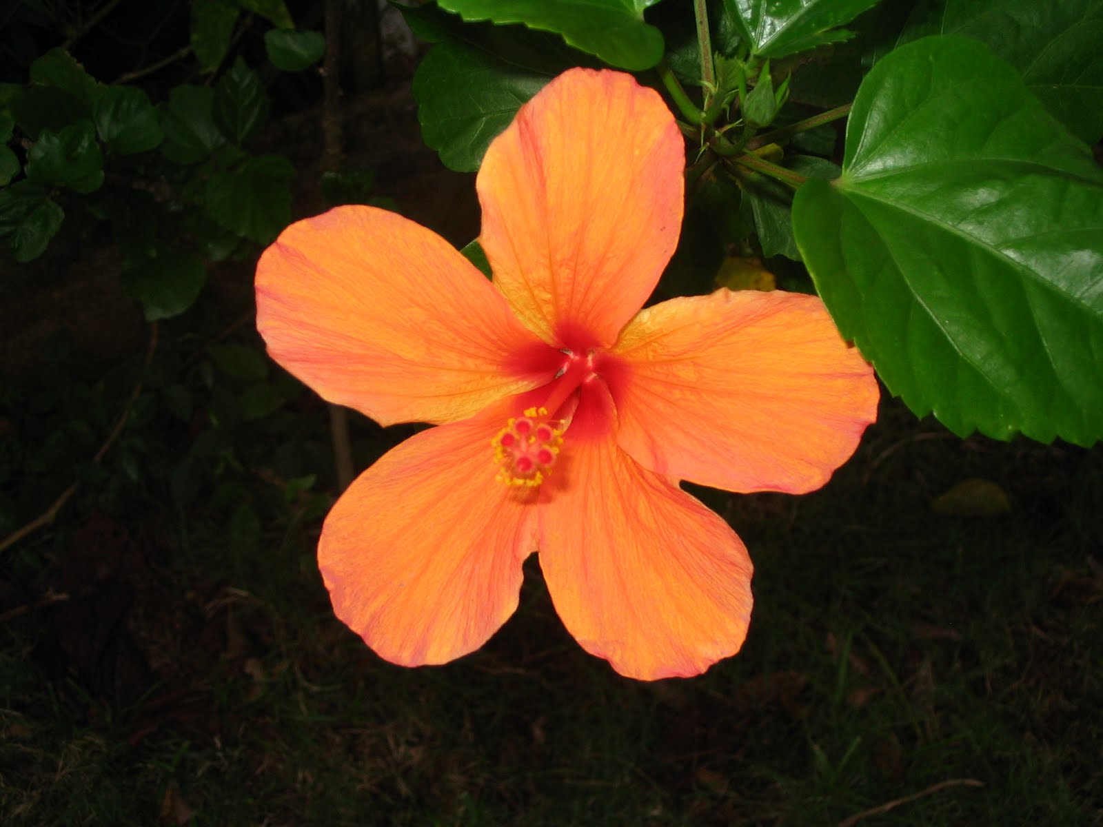 Fotos De Flores De Puerto Rico