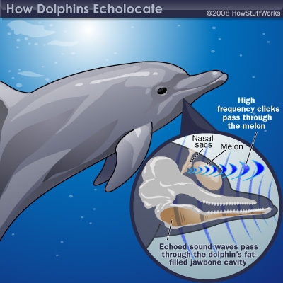 DOLPHIN-FACTS-BLOG: ANATOMY OF A DOLPHIN