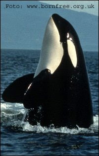 Animale: Orca - Balena Ucigasa