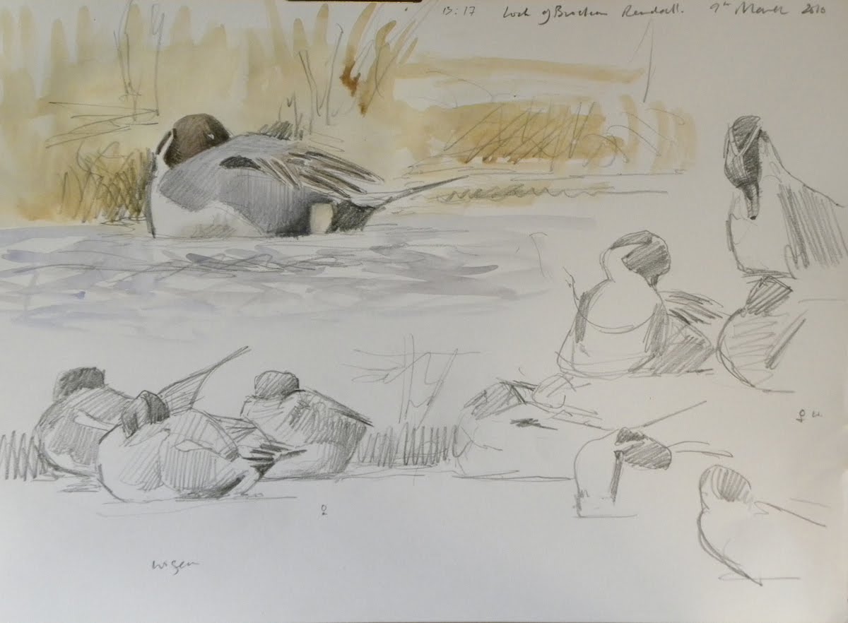 Tim Wootton Wildlife Art: May 2010