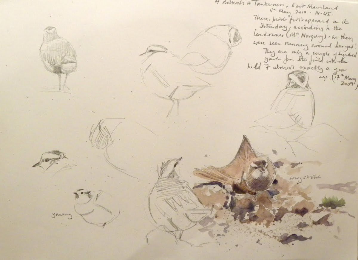 Tim Wootton Wildlife Art: May 2010