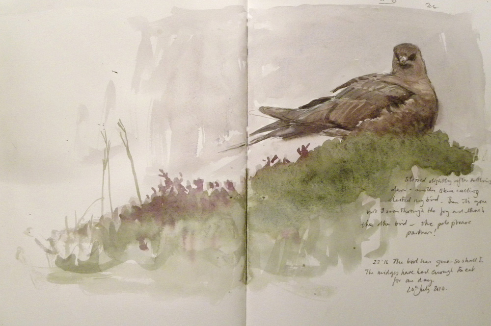 Tim Wootton Wildlife Art: Arctic Skua - the Loveliest Bird
