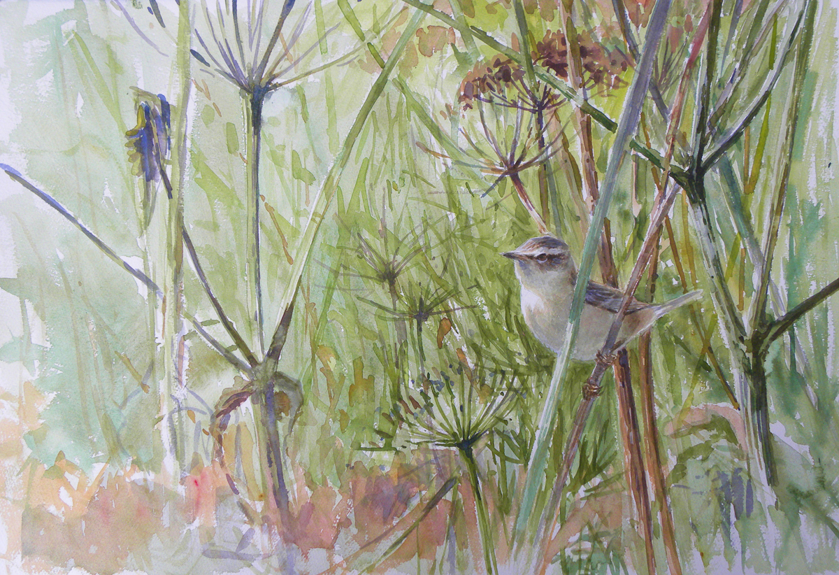 Tim Wootton Wildlife Art: Book Signing In Stromness