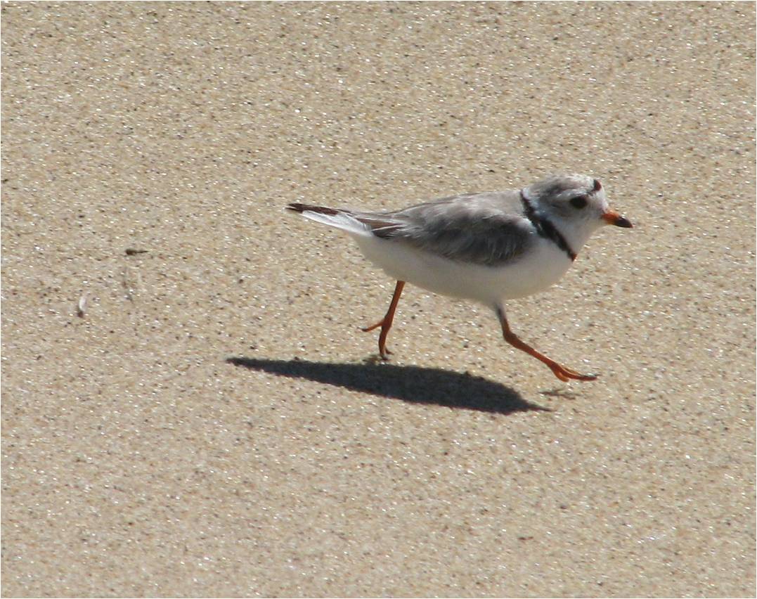 Beasts in a Populous City: Really Wild Wildlife: Cape Cod, MA part II
