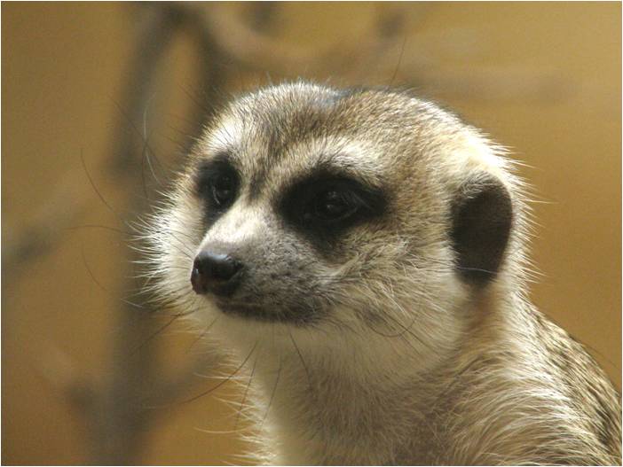Beasts in a Populous City: The Small-Mammal House
