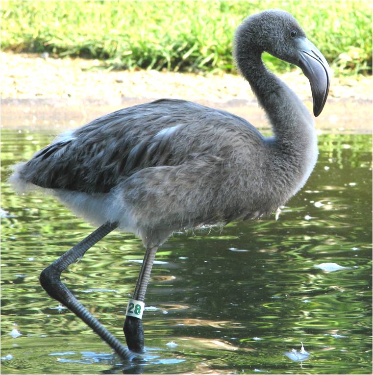 Beasts in a Populous City: Flamingo Friday: You Used to Be a Beautiful ...