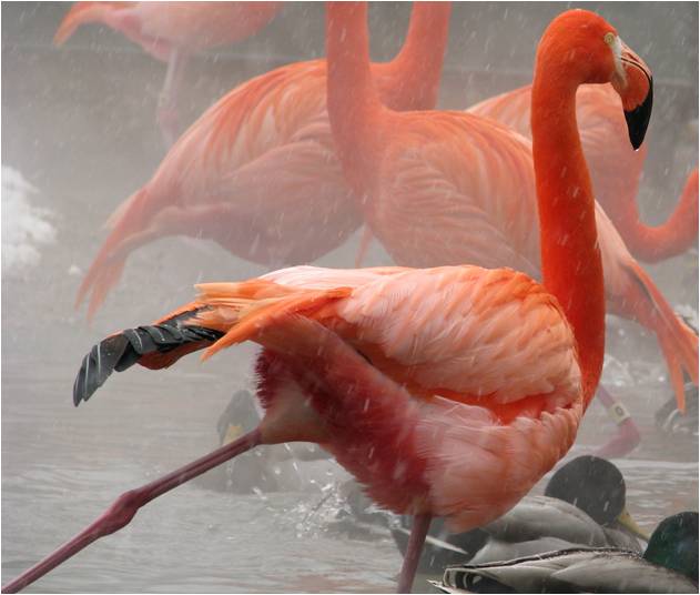 Beasts in a Populous City: Flamingo Friday: Flirting