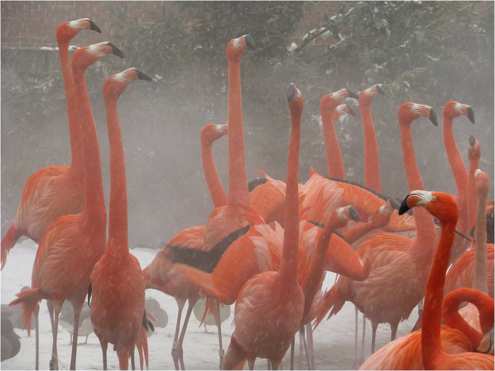 Beasts in a Populous City: Flamingo Friday: Flirting