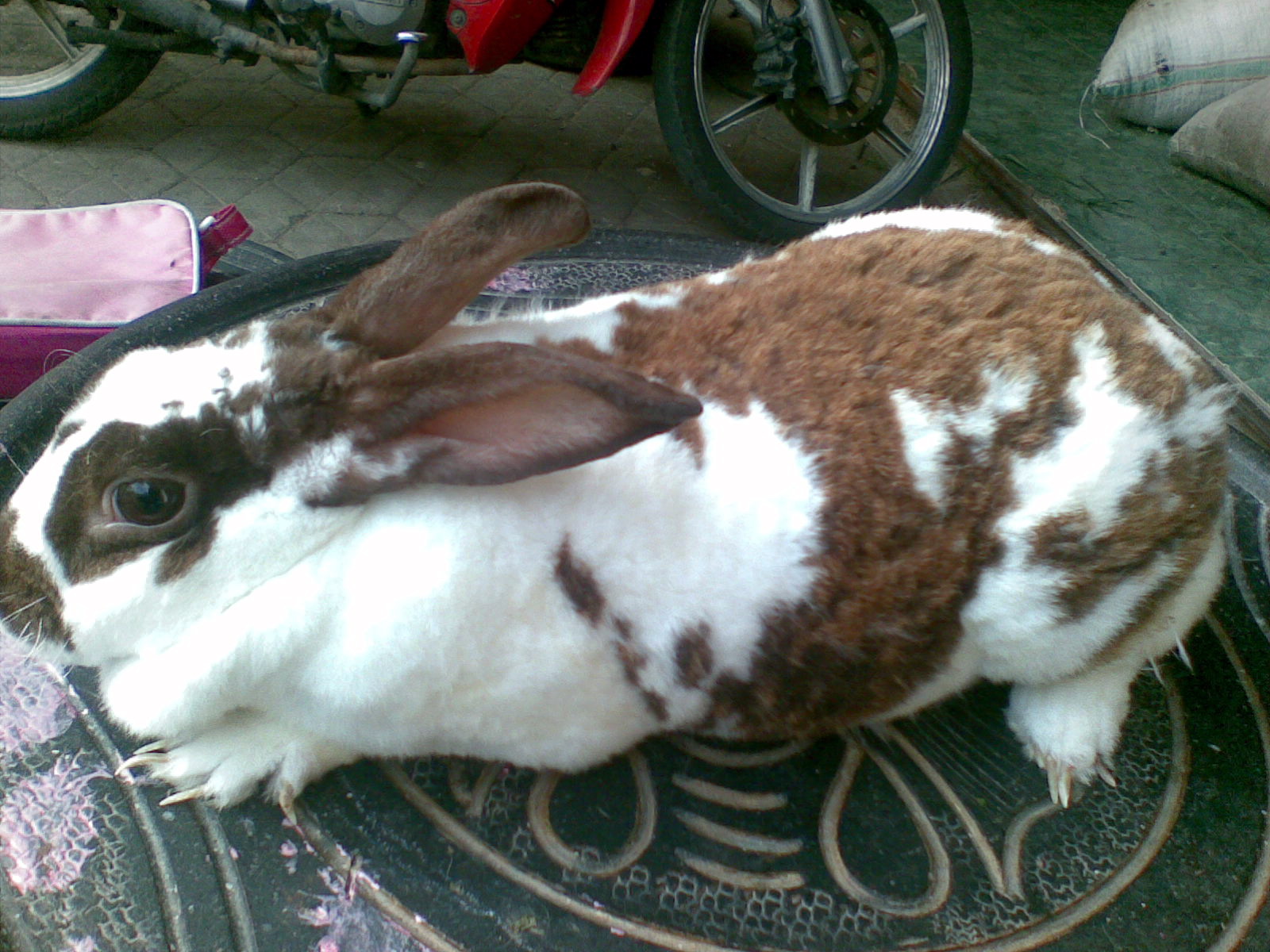 .: Jual Kelinci (Rabbit For Sale)