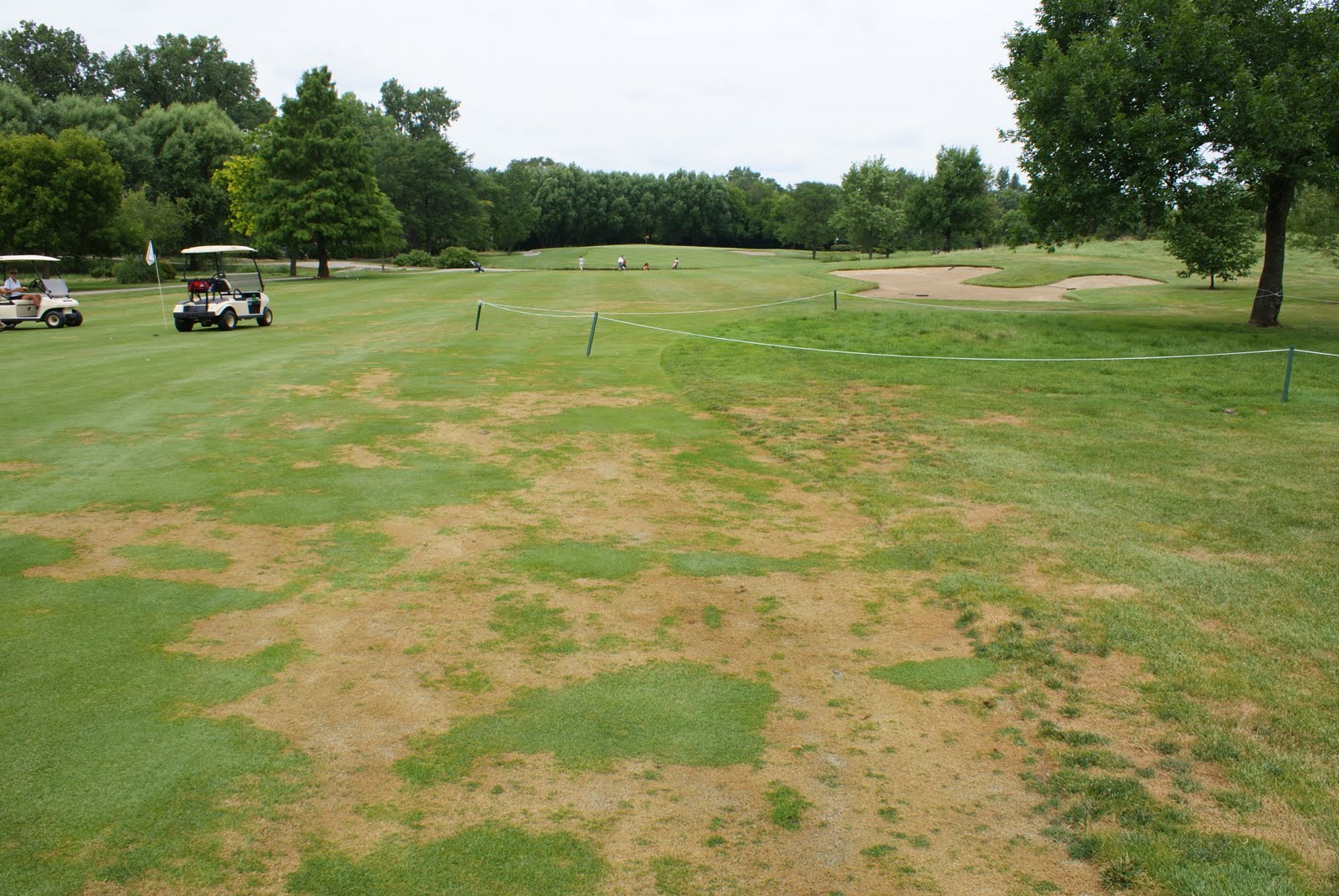 Sugar Creek Golf Course Blog: Turf Notes: Summer Decline of Annual ...
