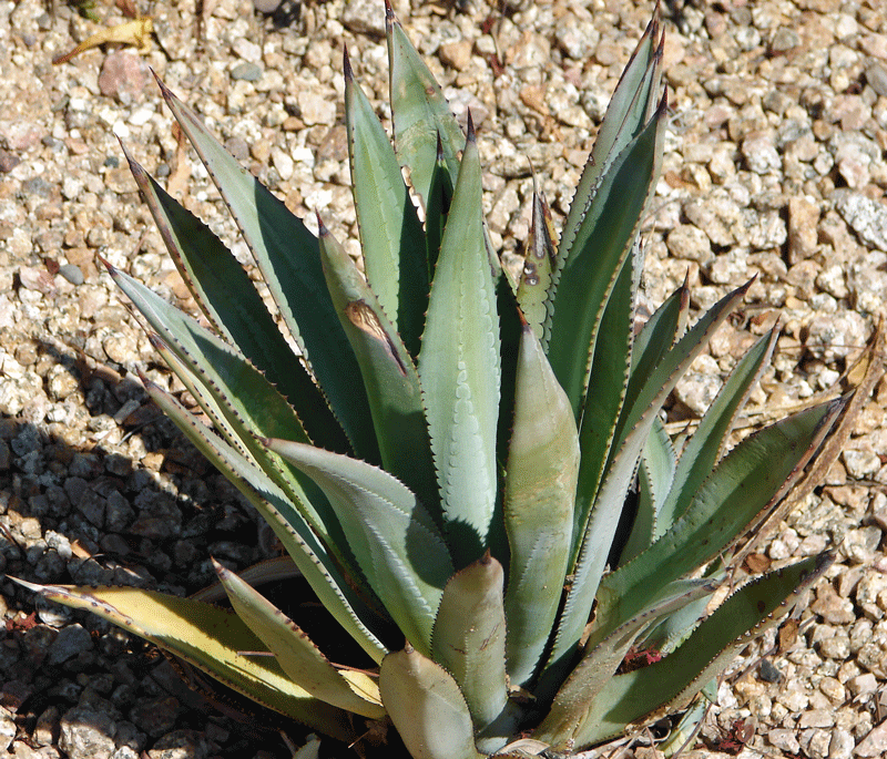 Water When Dry: Agave deserti