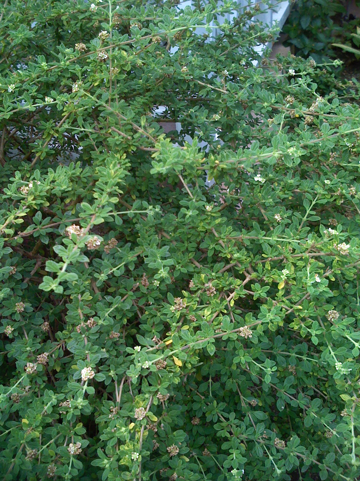 Tribute To The Lion: Bush Doctor Walkabout & Medicinal Plants