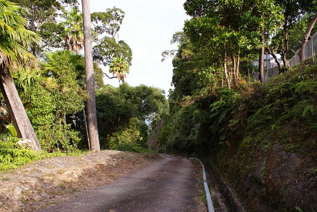 Pelancongan Terengganu: Hutan Rimba Bandar Bukit Bauk