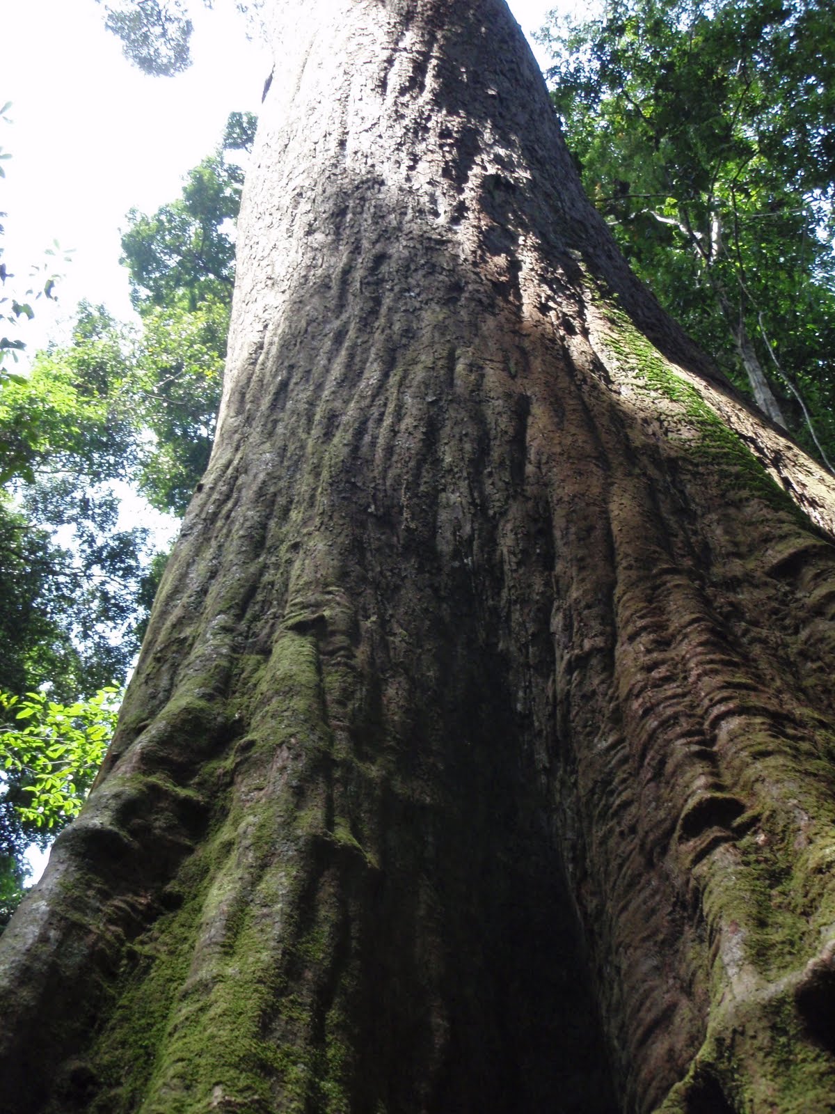 Pelancongan Terengganu: Hutan Simpan Pasir Raja