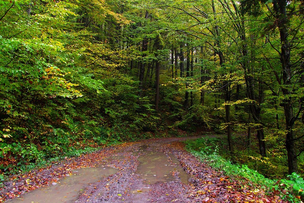 Naycool's adventure: Valea Izvorul Negru