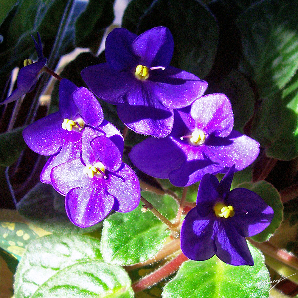 casey/artandcolour: Diamond-dusted Violets