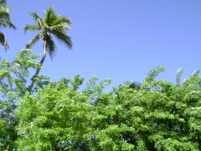 Otra óptica del desarrollo: Genética del Mata Ratón (Gliricidia sepium)