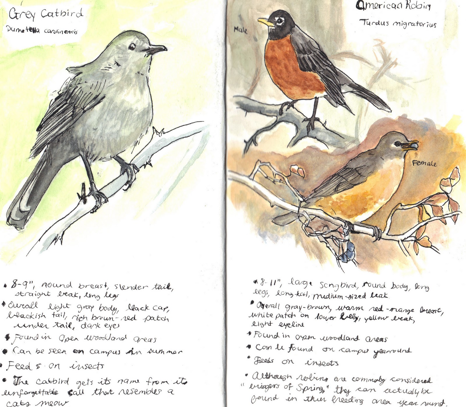 Paganimal: Bird Field Guide, Watercolor & Ink