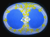 A Simple Explanation of Absolutely Everything: Toroidal Forces--Proto ...