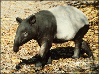Tapir (Tapirus indicus) ~ Dunia Tumbuhan dan Hewan