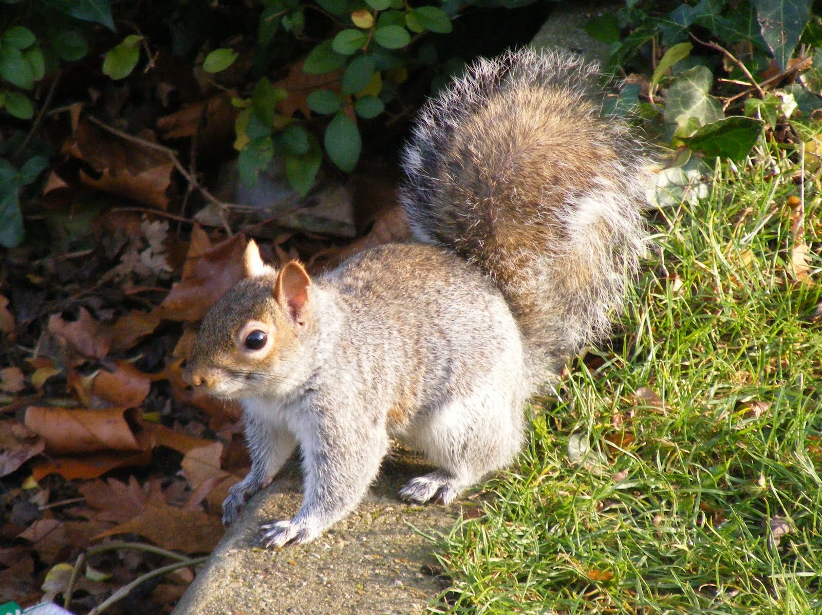 The Disillusioned Taxonomist: Invasive Species: Grey Squirrel