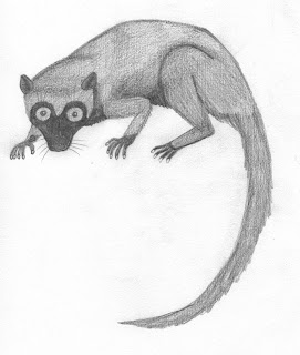 The Disillusioned Taxonomist: 100th post special: Darwinius masillae ...