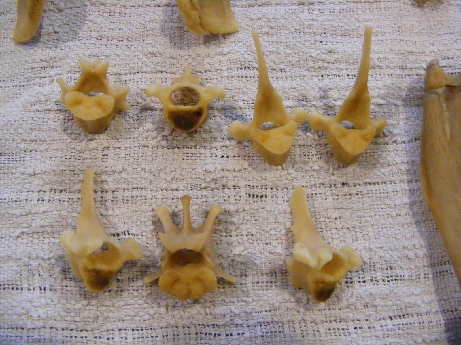 The Disillusioned Taxonomist: When a fox dies