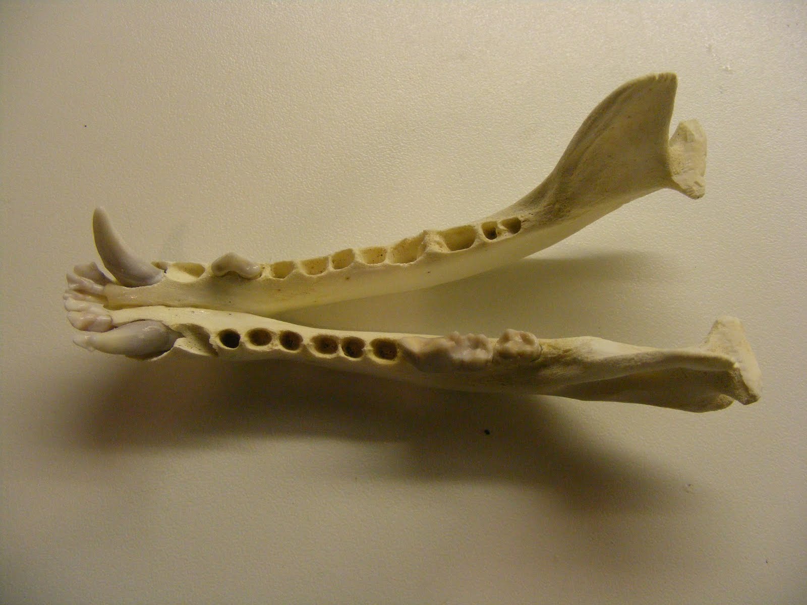 The Disillusioned Taxonomist: When a fox dies