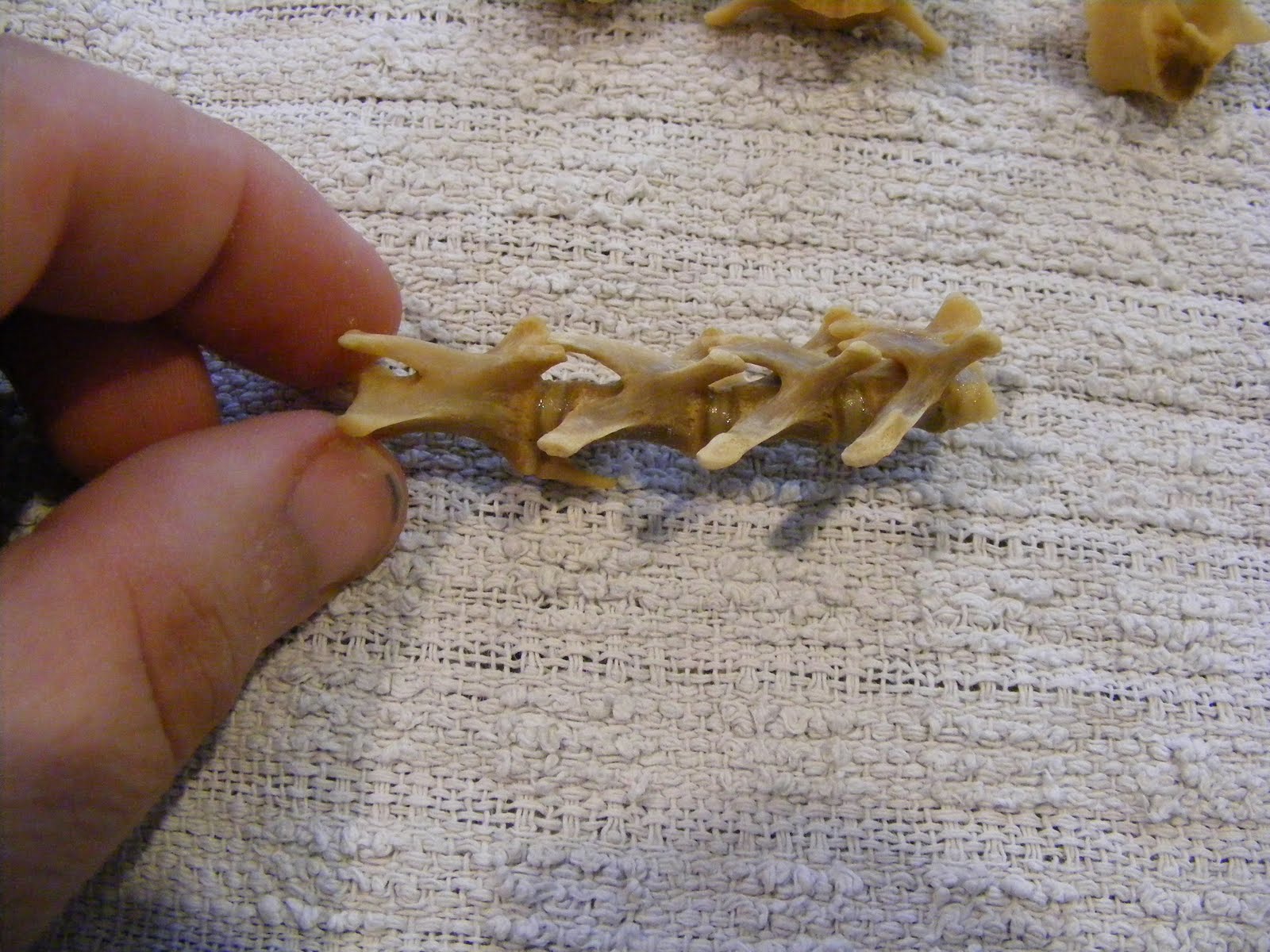 The Disillusioned Taxonomist: When a fox dies