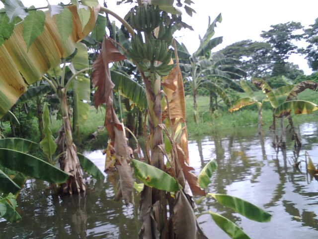 UN POCO DE HISTORIA DE GUATACA Y LA INUNDACION