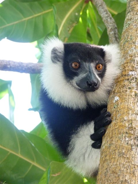 Jo & Liam in Africa: Animals of Madagascar