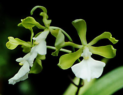 DUNG SÀIGÒN - VÕ HÀ ANH: * KÝ ỨC TUỔI 20 - truyện ngắn: Dung SàiGòn