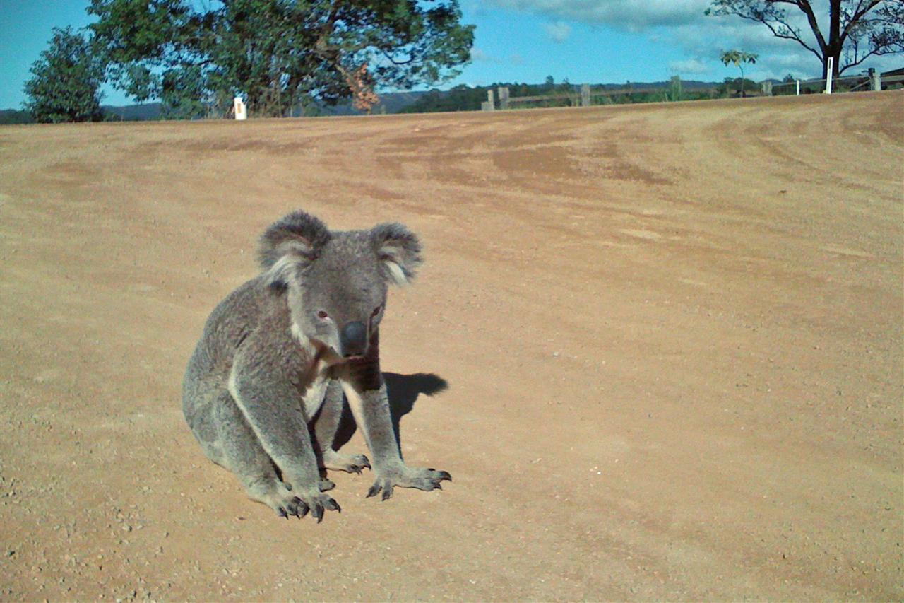 running masters: Running with Koala's