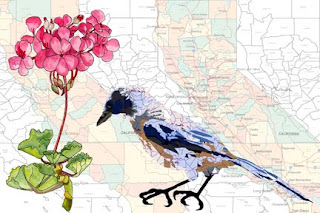 A Thousand Words ...: California Blue Jay Map Art