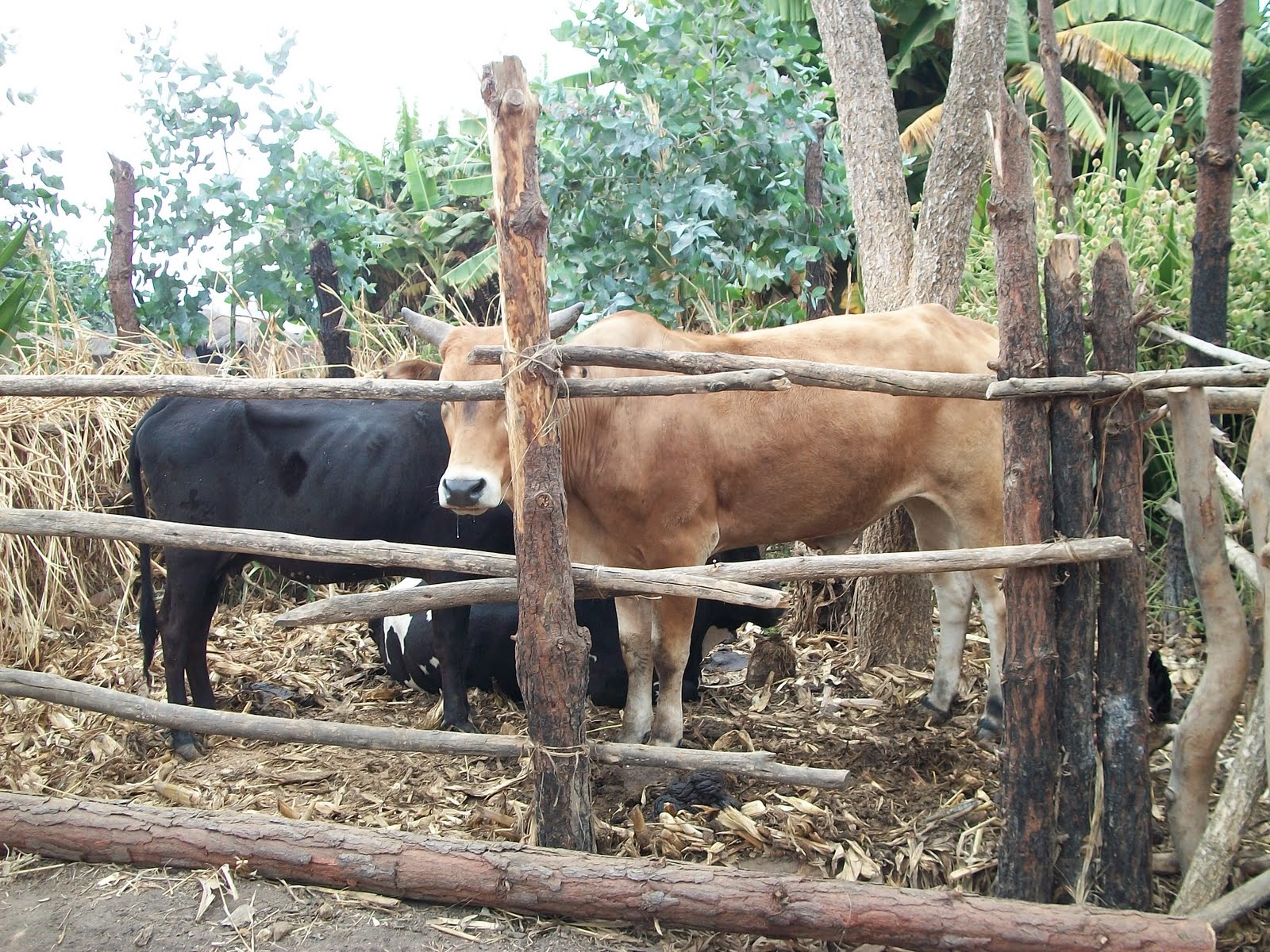 Erica in Malawi: Images of Malawi