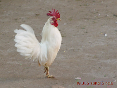 PAULO PAPARAZE: GALINHA PEQUENA ( FAMOSA GALIZE ).